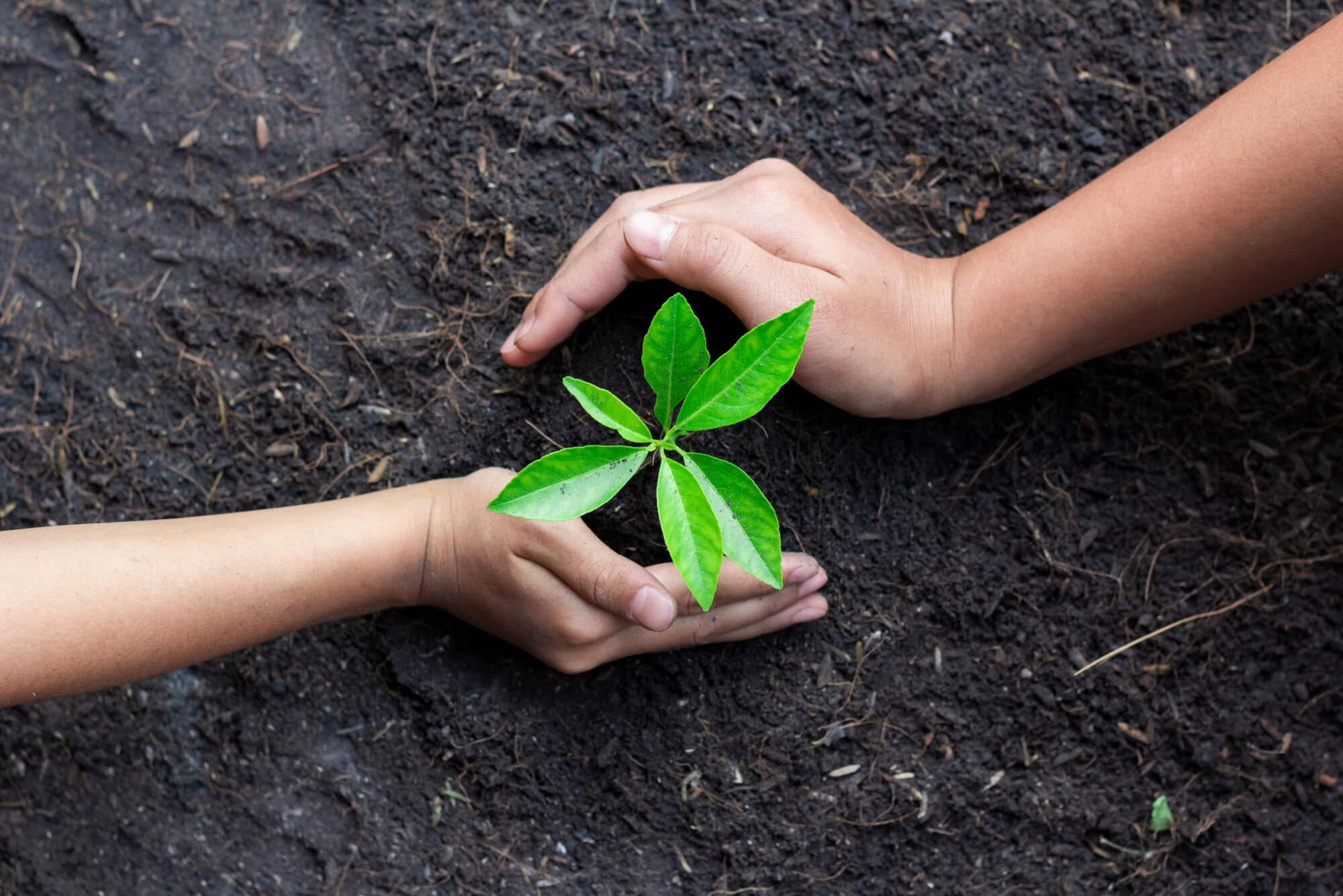 Plant protection - Solevo Group