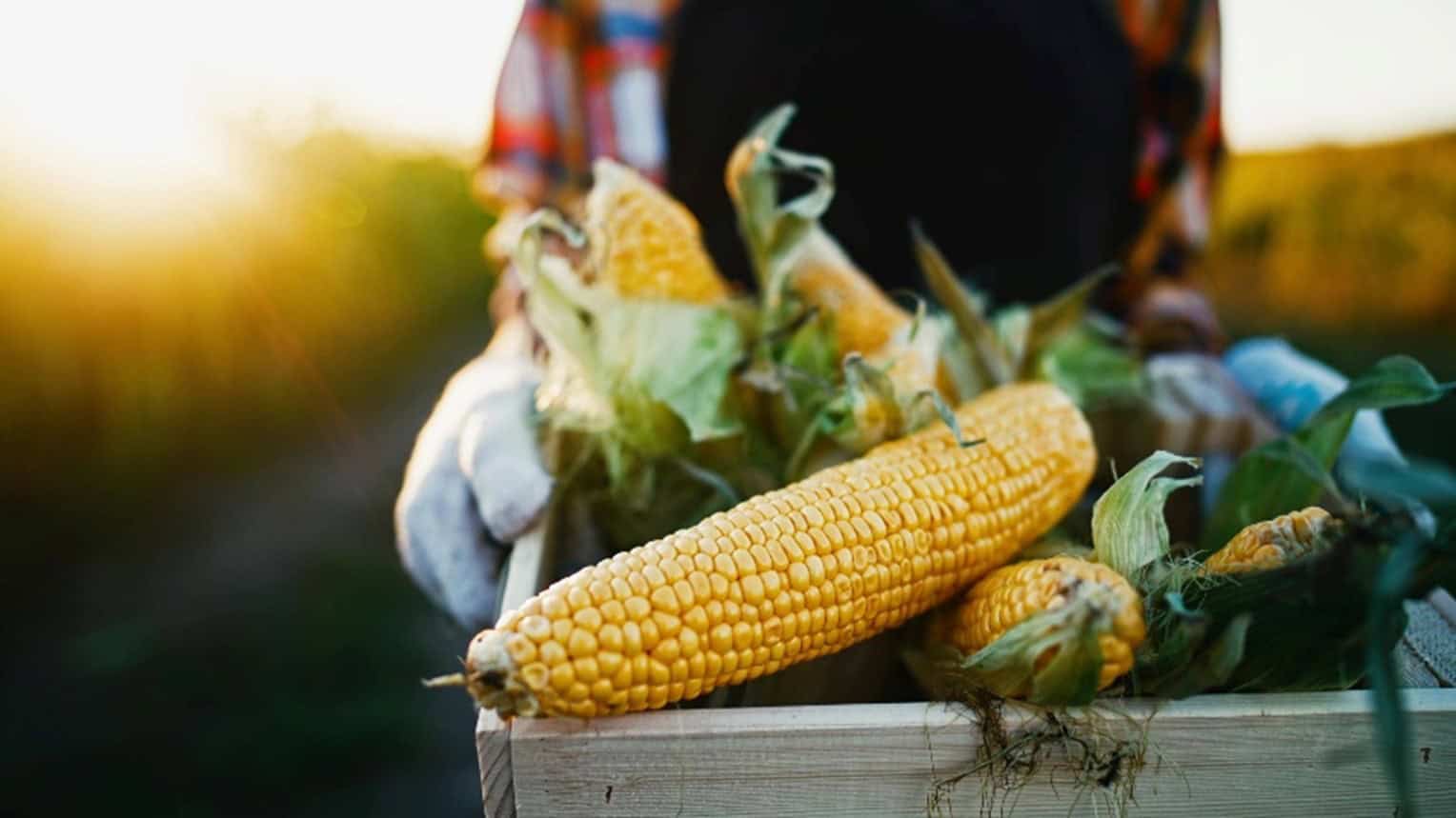 Solevo Group Announces Strategic Distribution Agreement with Bayer for ...